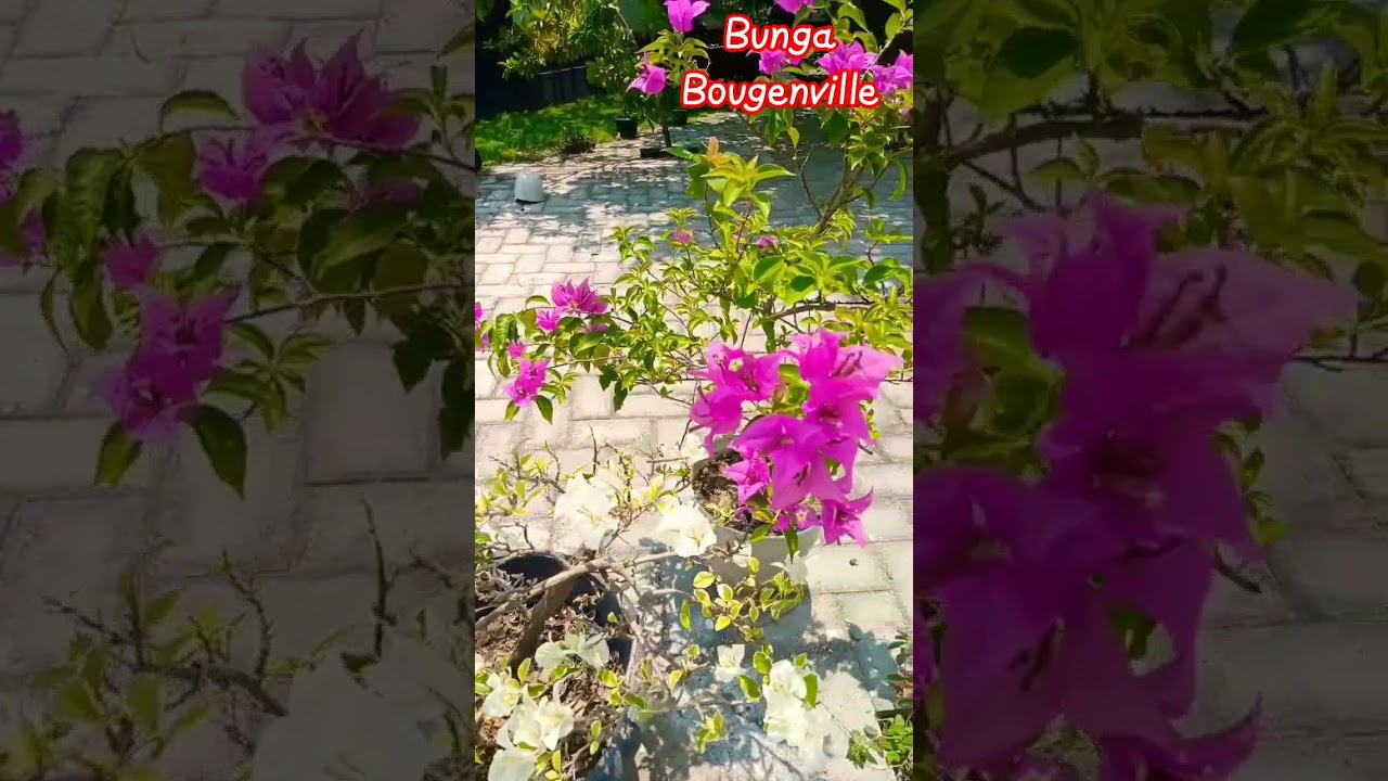 Bunga Bougenville #video #shorts #bougenville #bunga #education