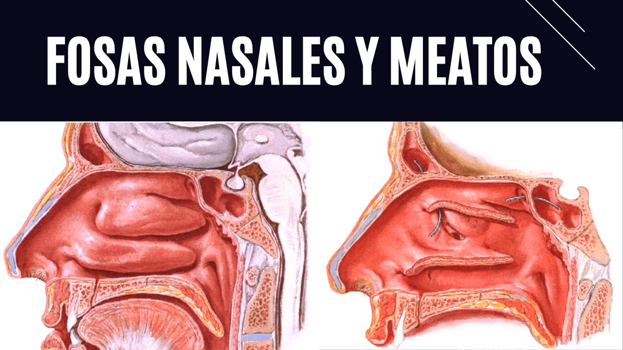 EXPLANATION OF NASAL CAVITIES AND MEATUS