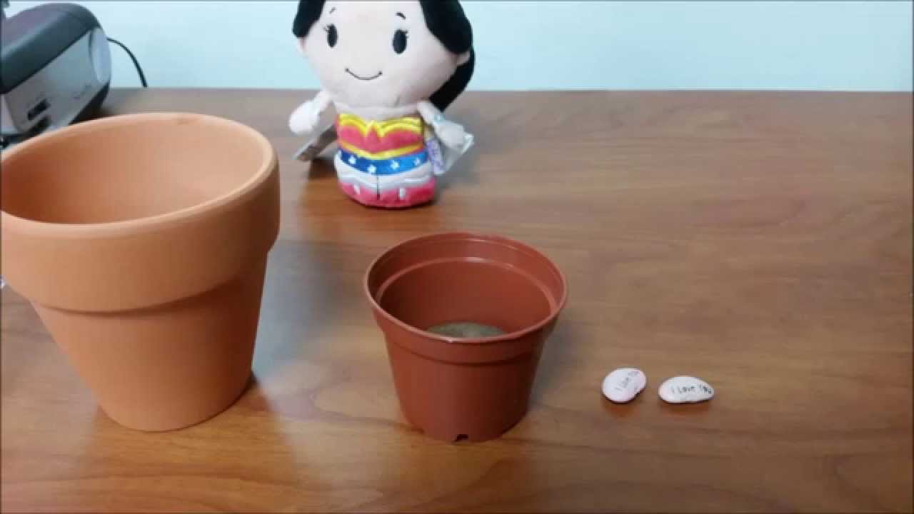 Growing a Love Bean!