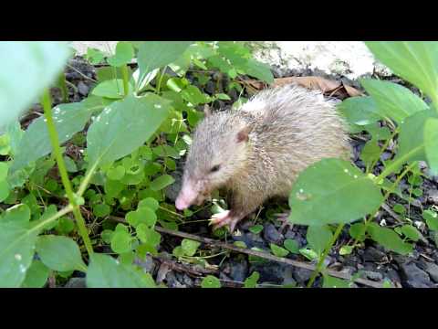 Le tang ou hérisson de la Réunion | La Réunion, une plaque tournante ...