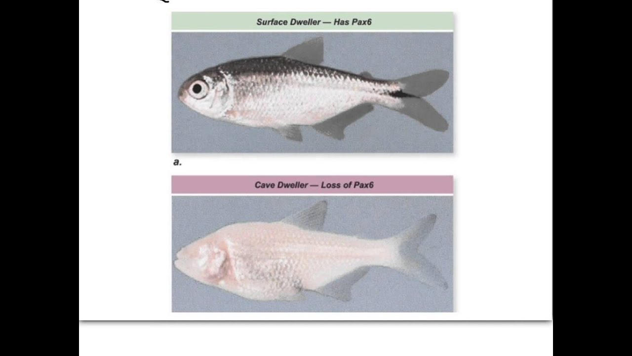 Ch. 25 evolutionofdevelopment