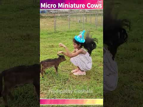 Little micro mini cow #Srikrishna Little Calf # Smallest Calf # Just 10inc height #Miniature