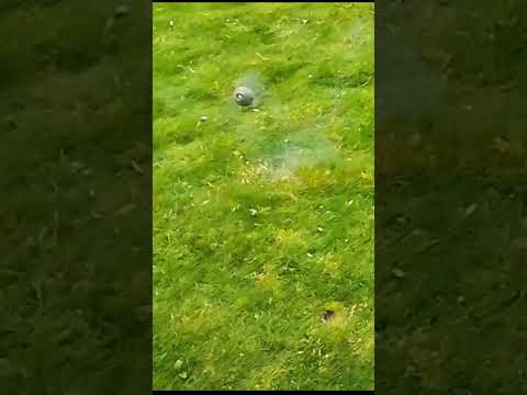 🔫 Airsoft Grenade Dynamite Impact Cap Grenade Low Profile Fuze Sound ...