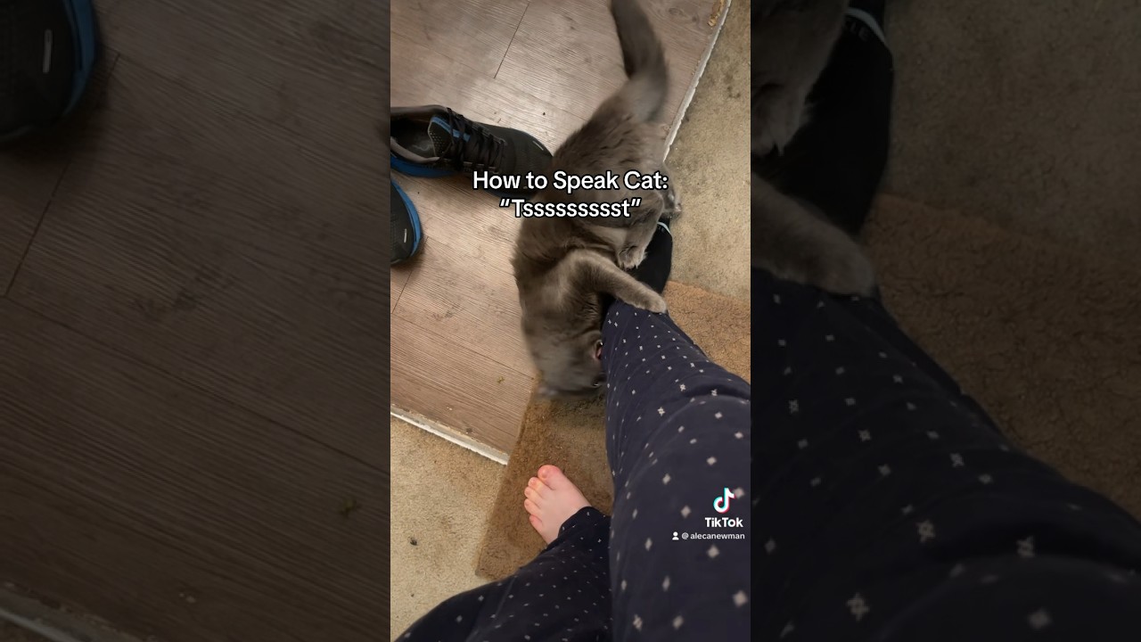 How to Speak Cat: Lesson 4