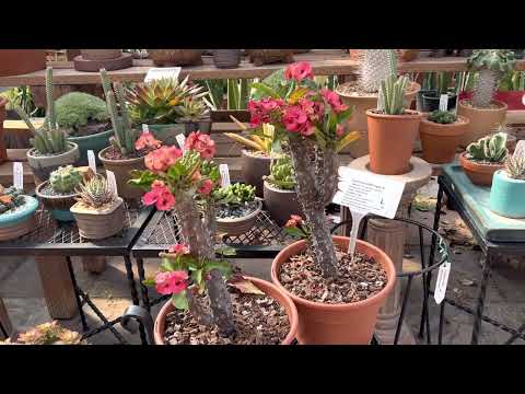 Euphorbia milli hybrid "Crown of Thorns"