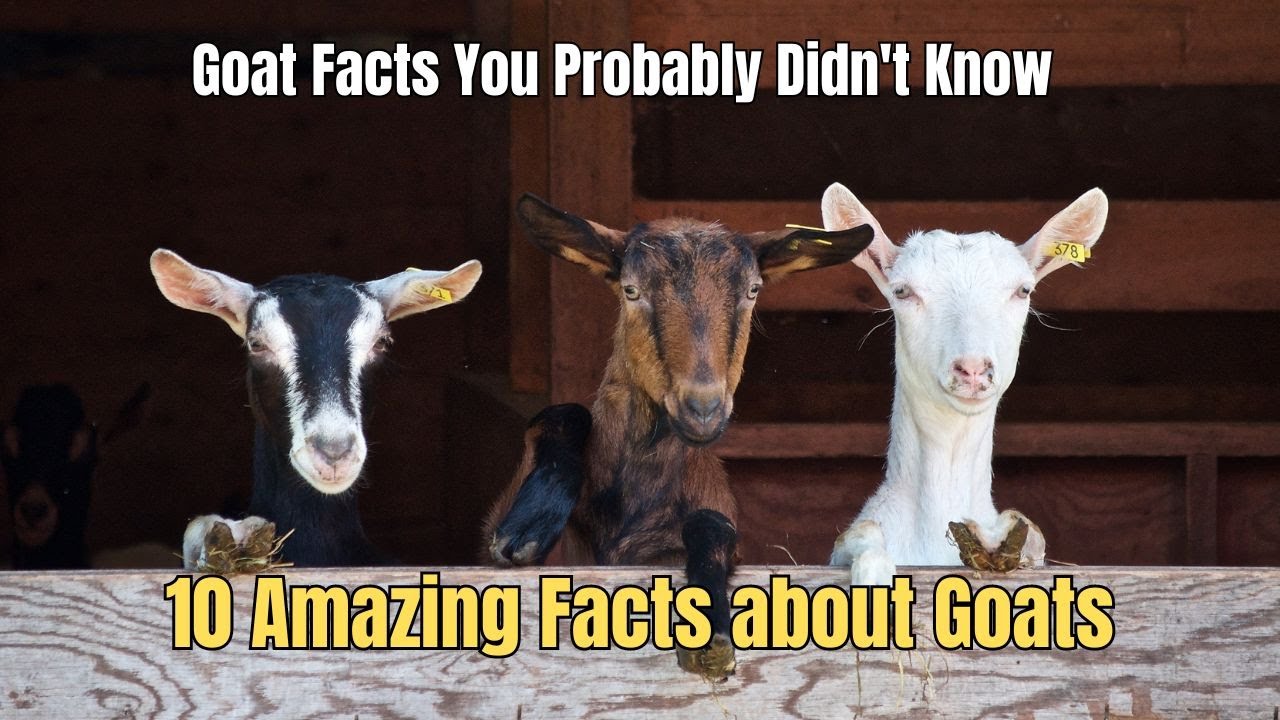 🐐10 Fascinating Goat Facts You Probably Didn't Know 💥 🐏 Facts about Goats
