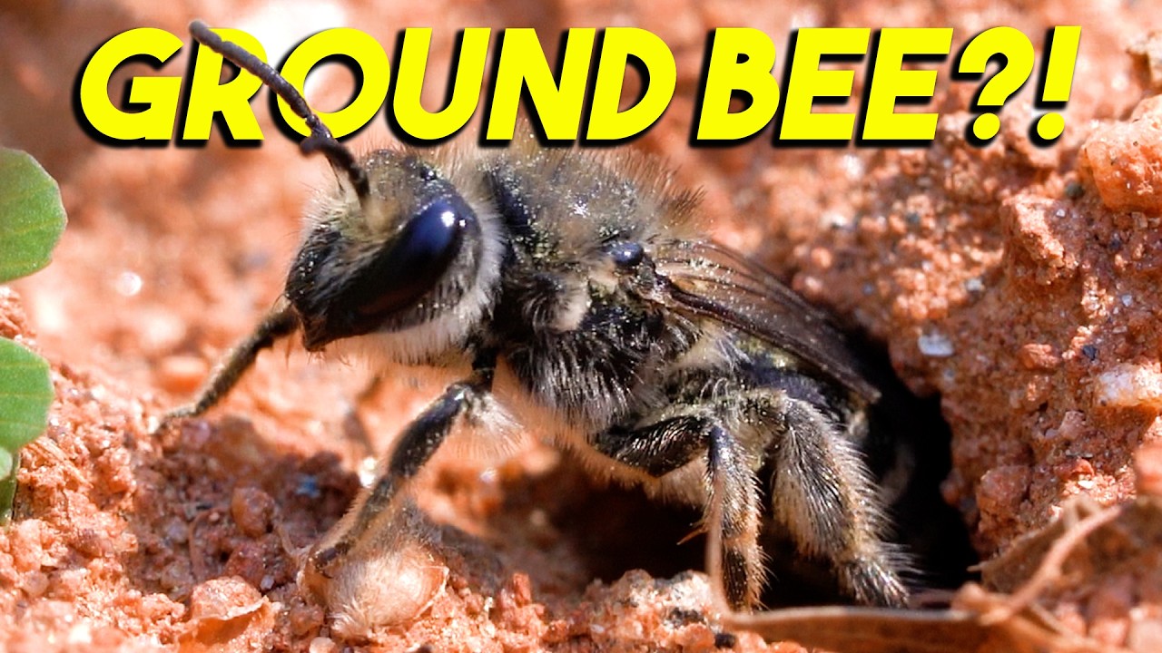 Ground-Nesting Bees - The Most Important Springtime Bees!