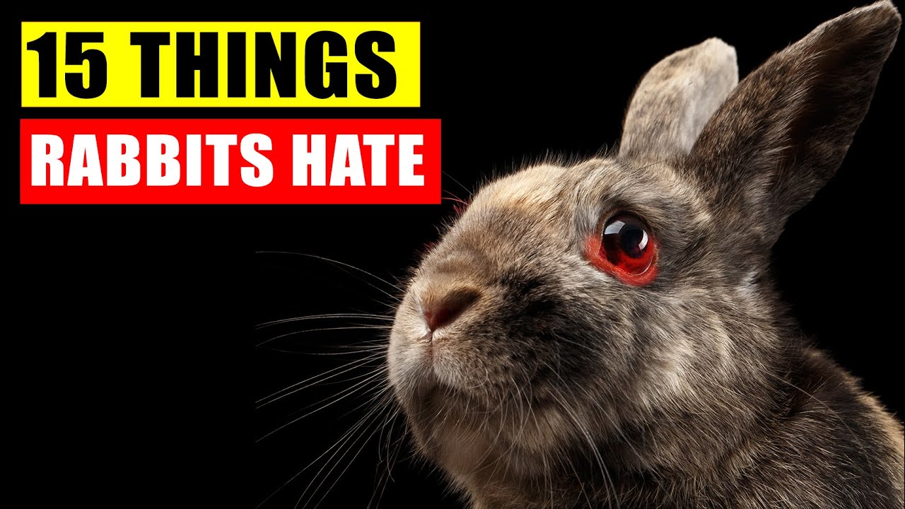 15 Things Rabbits Hate the Most
