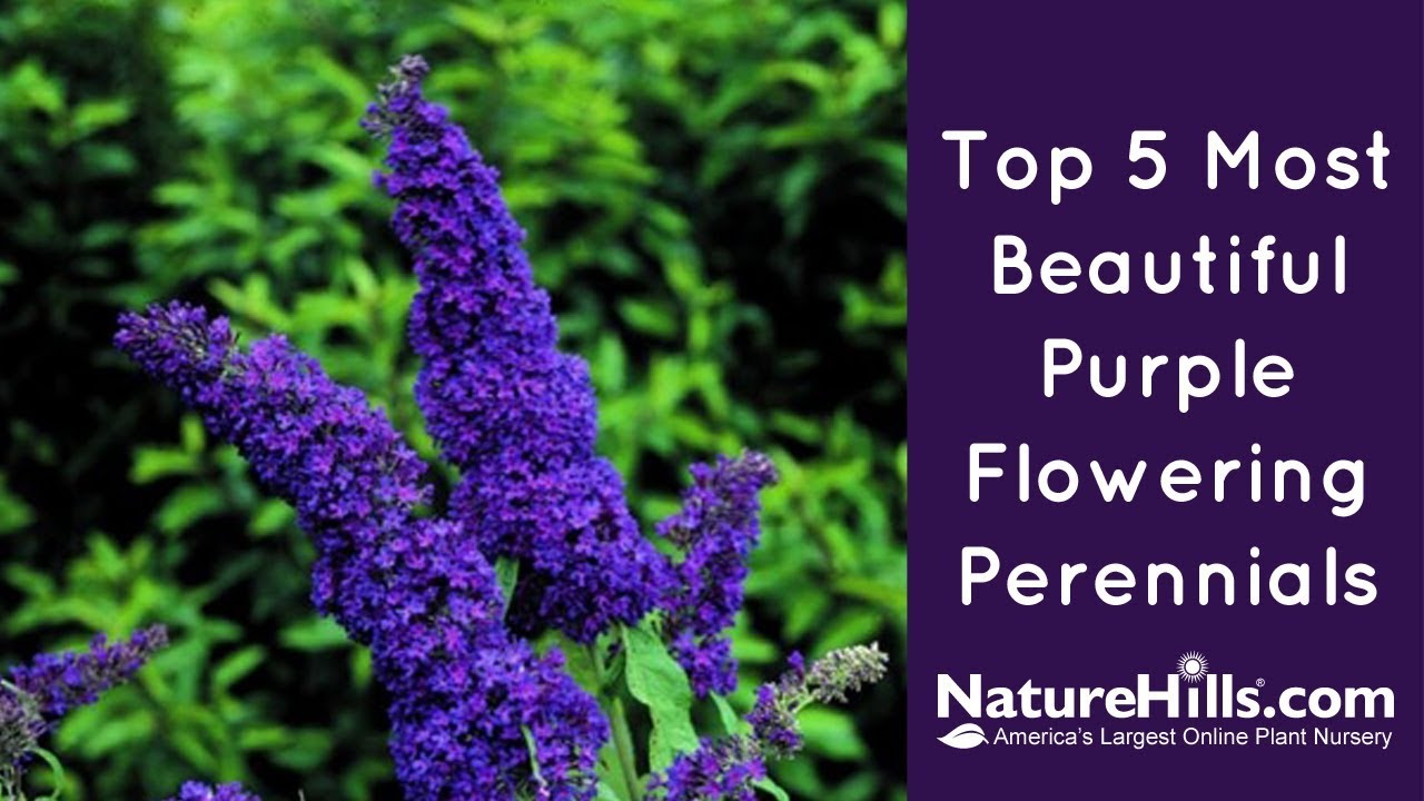 Top 5 Most Beautiful Purple Flowering Perennials | NatureHills.com
