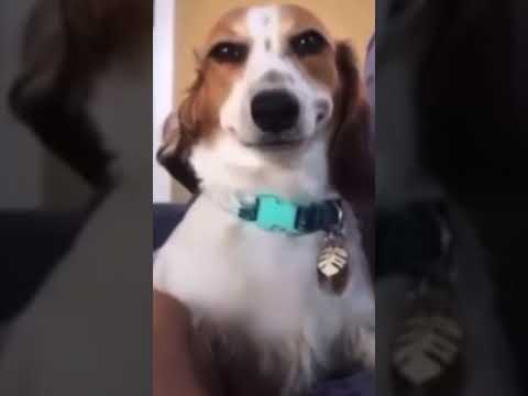 sus dog meme