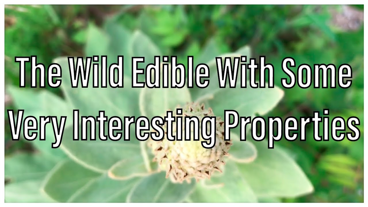 Mullein or Verbascum thapsus | How To Identify & Fun Facts | Wild Edibles (Season 2)