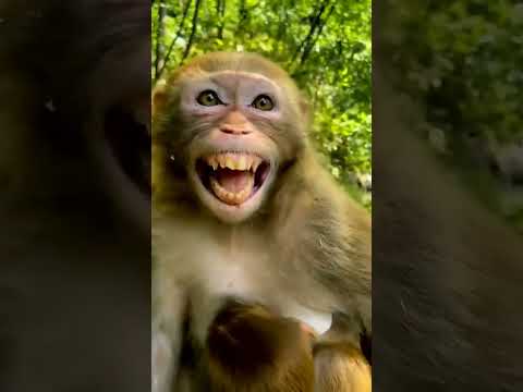 Monkey Laughing Funny video - Animal ????
