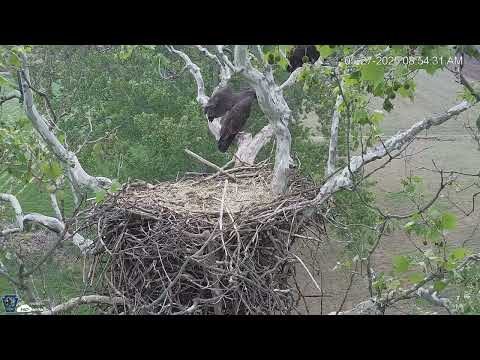 PA Farm Country Eagles Live Cams HDOnTap — Mozilla Firefox 2025 05 27 08 54 05