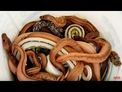 Positively AWESOME Pythons