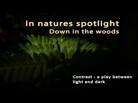 In Natures spotlight - Down in the woods