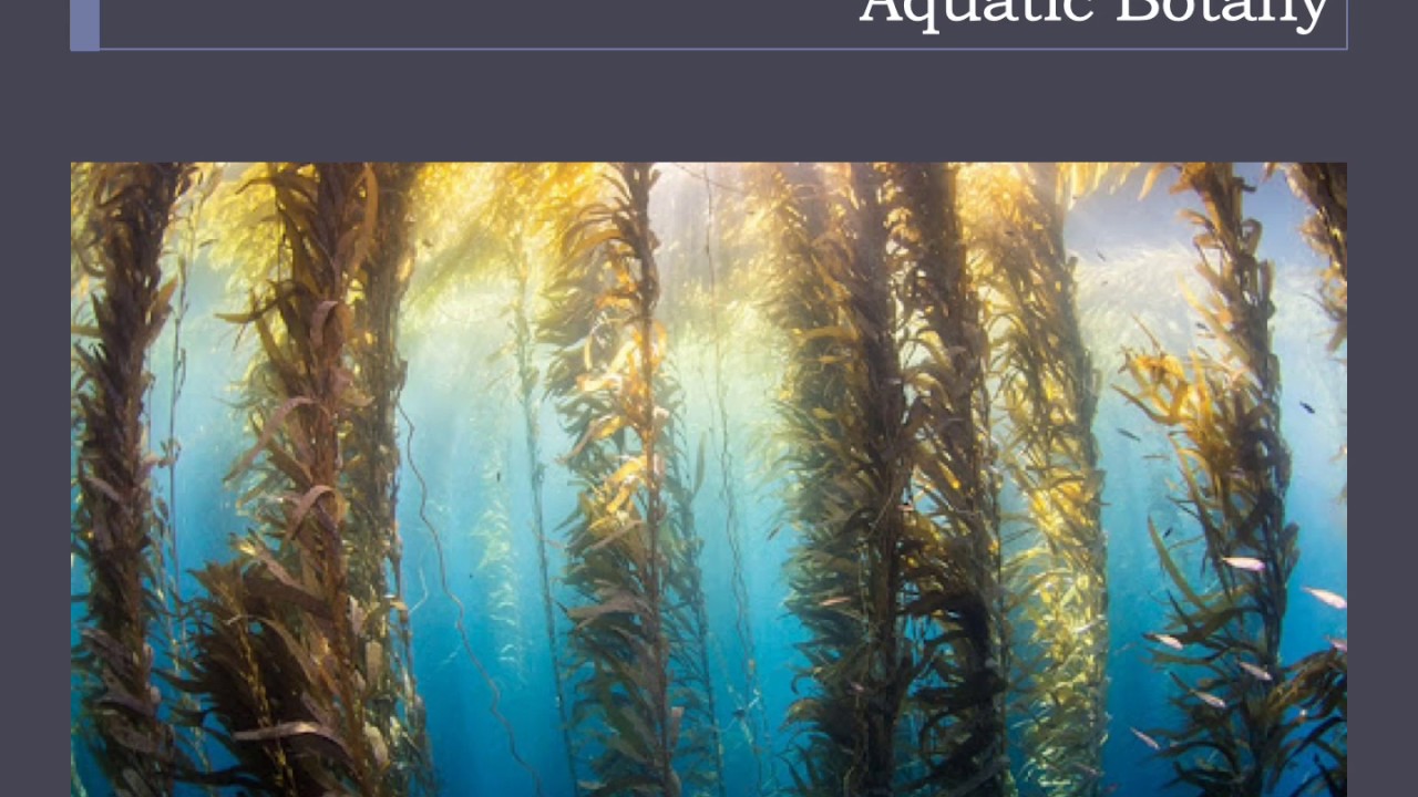 Dr.D's Botany: Aquatic Botany - Algae