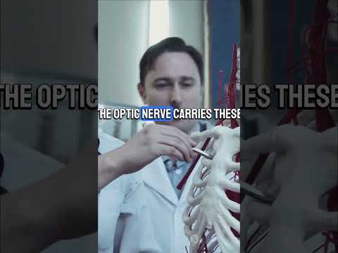 IGCSE Biology's Chapter 12: Coordination And Response Summarized