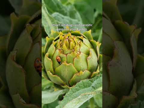 Pests - Aphids & Whitefly - Kings Seeds
