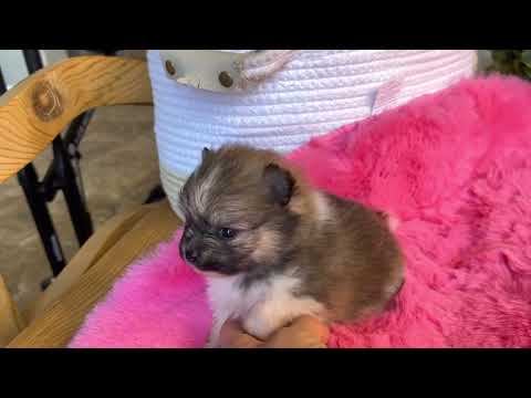 Tiny Pomeranian puppies for sale , California Pomeranian breeders, Candicoloredpoms.com
