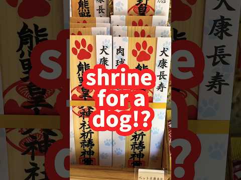 The dog shrine in Japan! #japantravel #shrine