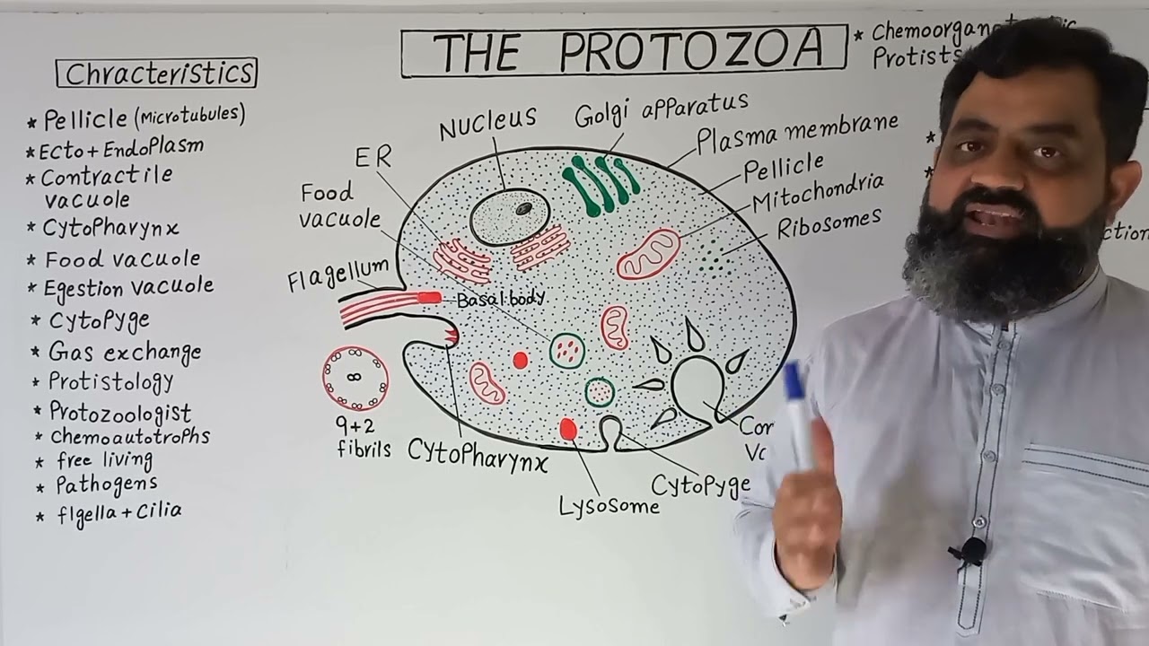Understanding Protozoa: Characteristics and Structure of the Kingdom ...