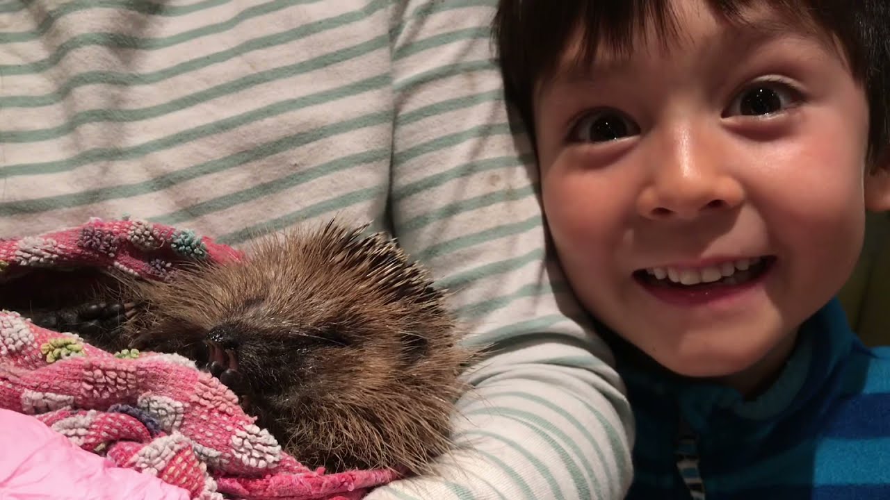 How to look after a sick or injured hedgehog with Hedgey the Hedgehog!