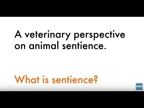 A veterinary perspective on animal sentience: what is sentience?