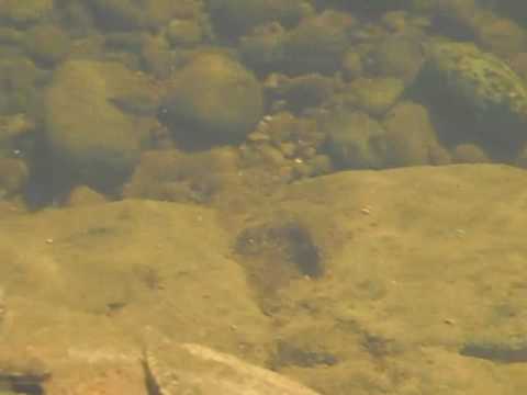 O’opu « Fishing Tales