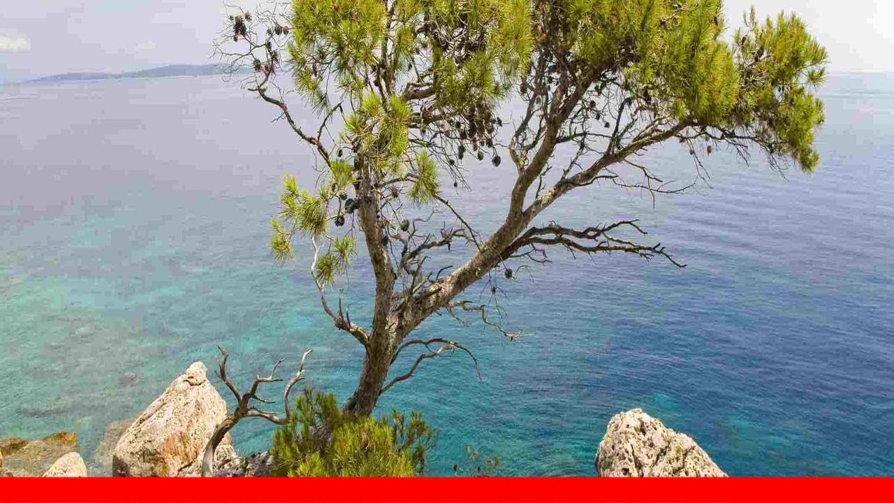 40 Species Of Pines From Around The World 🛋️