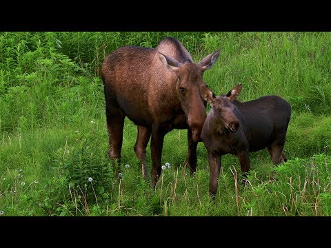 UW Study Reveals Big Game Animals Must Learn to Migrate