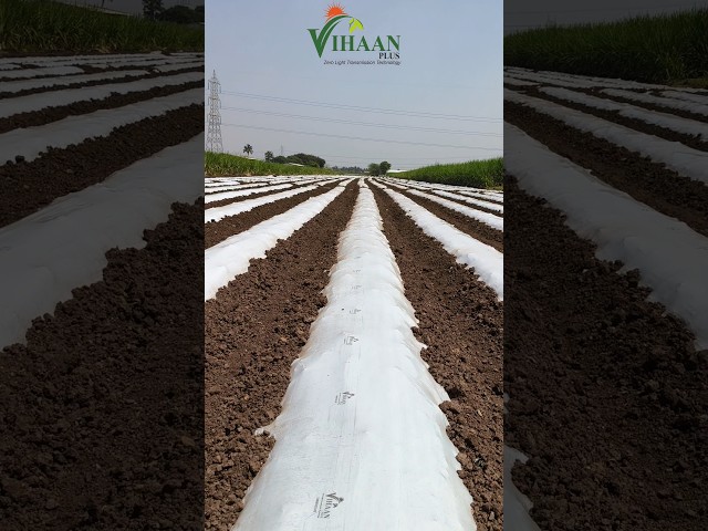 Mulching Paper - WHITE MUCHING FILM Trader - Retailer from Pune