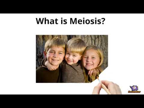 What is Meiosis? (In only 2 minutes)