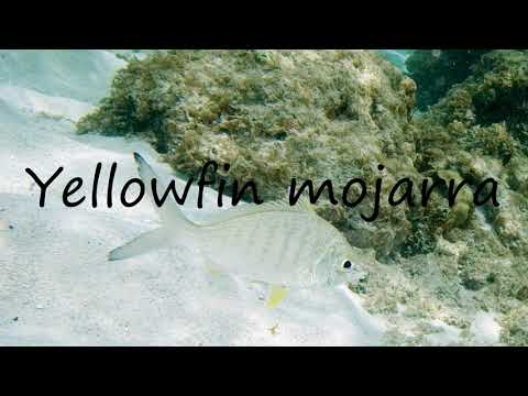 How to Pronounce Yellowfin mojarra?