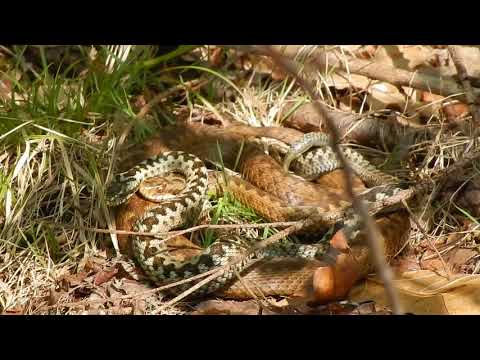 Mating adders on video | Dear Kitty. Some blog