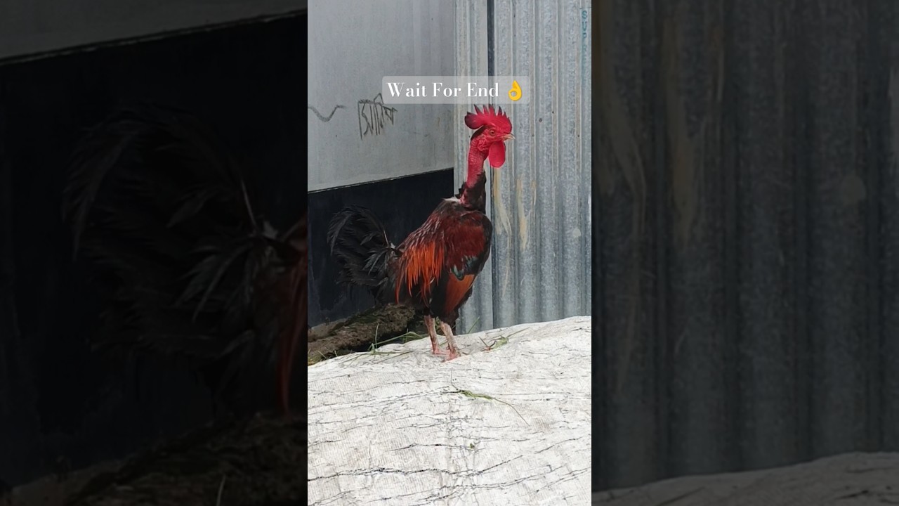 Transformation A Fighter Cock 🐔 #cock #fighter #animals #trending #viral #shorts
