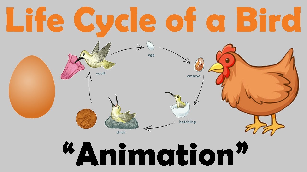 BIRD LIFE CYCLE | Animation
