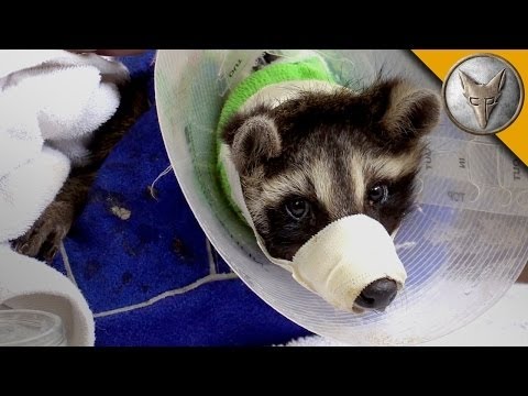 Animal Rescue with the Ohio Wildlife Center