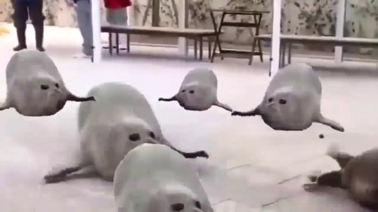 Bouncing seals 1 hour