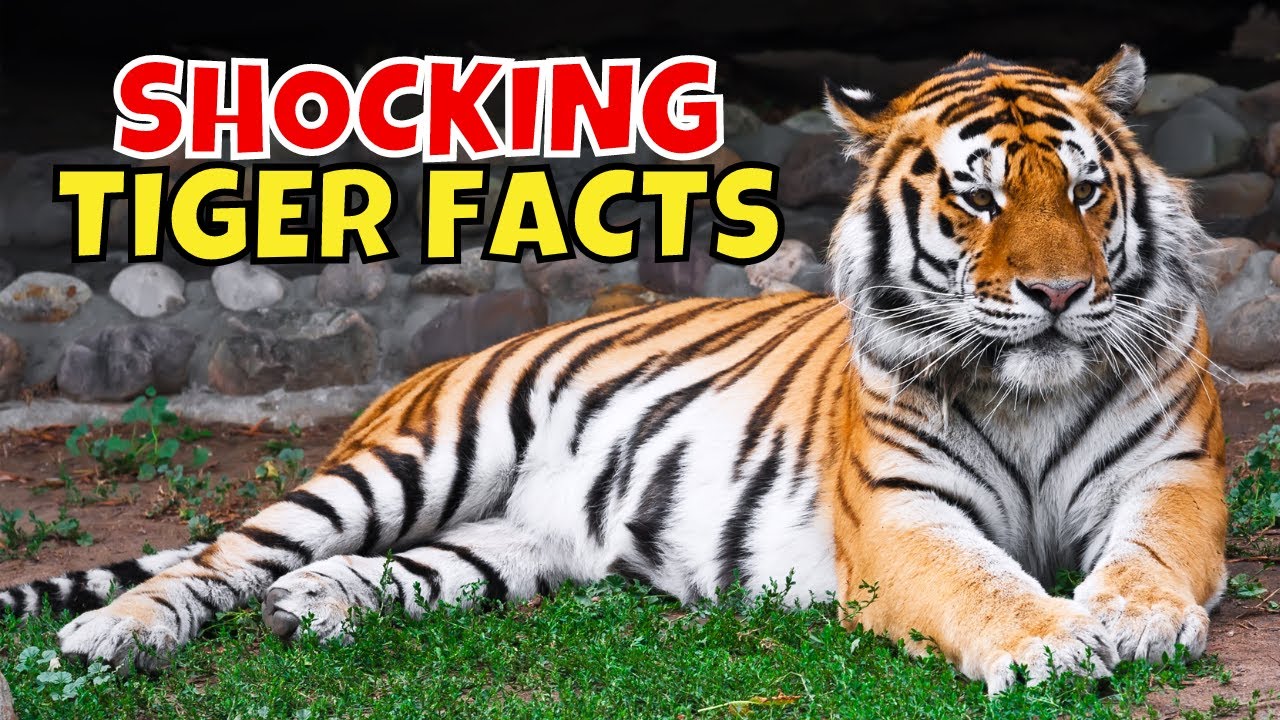 11 Shocking Facts About Tigers: The Largest Cats in the World