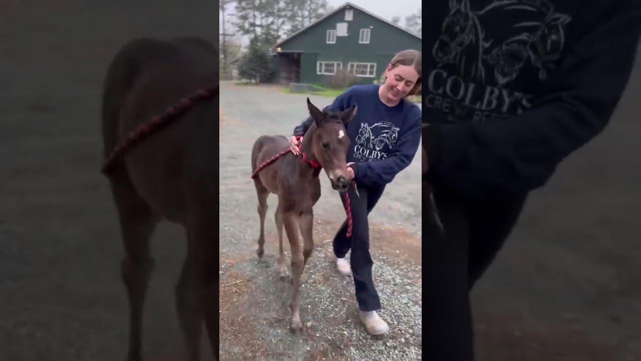 HE WAS DEPRIVED OF OXYGEN AT BIRTH DURING A RED BAG FOALING…