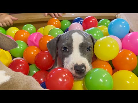 Puppy Playground. Watch these cuties explore!