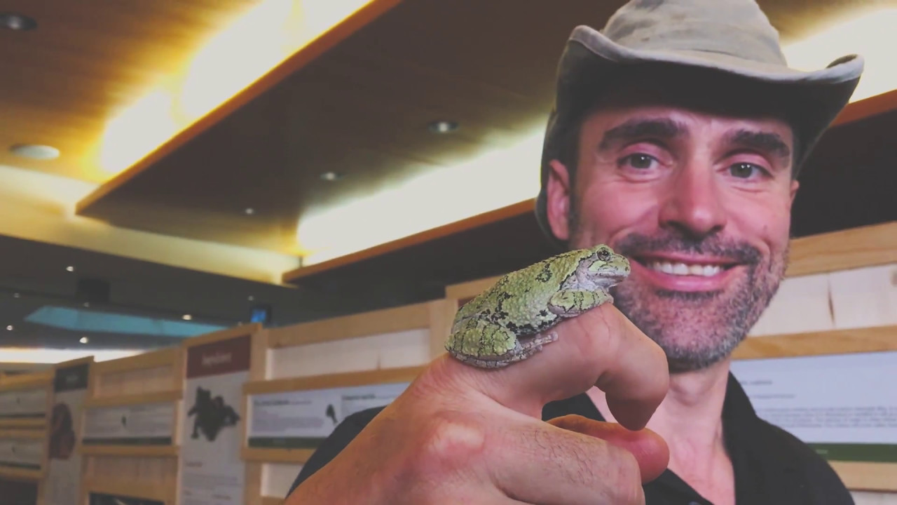 Wild Ontario: Grey Tree Frog