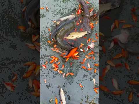 Yummy...😋 Amazing colour fish in the lake... Fishing tools item/skills #shorts #fishing
