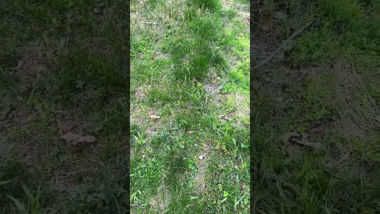 What does the field look like 45 days after a prescribed burn