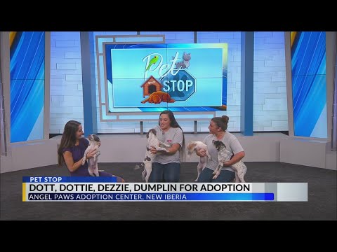 Pet Stop: Dott, Dottie, Dezzie, Dumplin for adoption with Angel Paws