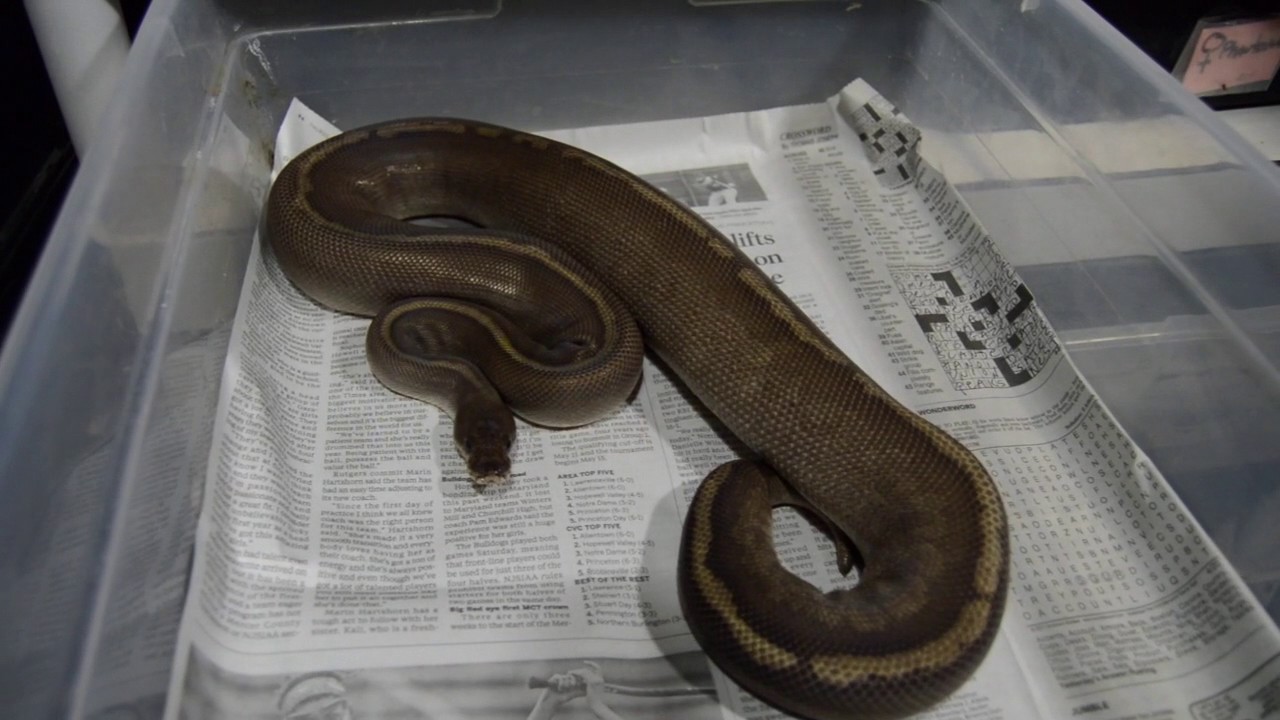 TOP SECRET! Ball Python project!