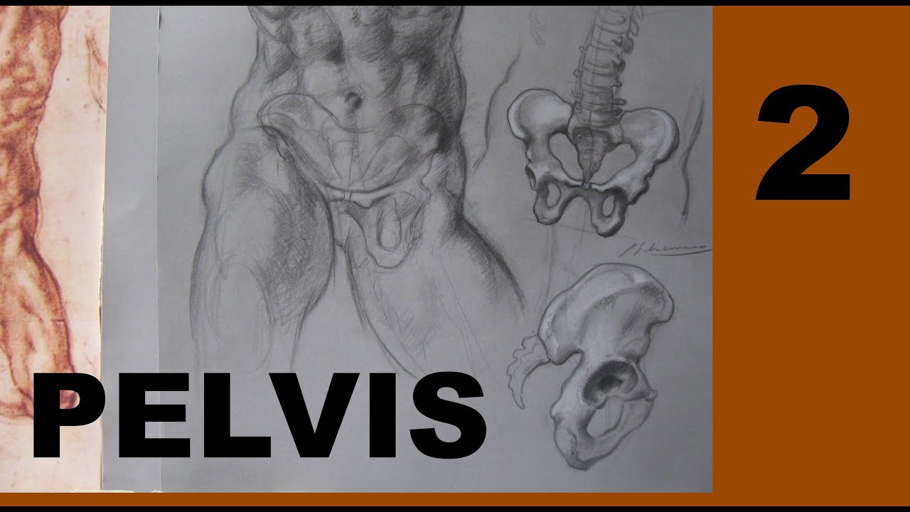 MIGUEL ÁNGEL ANATÓMICO PELVIS 2