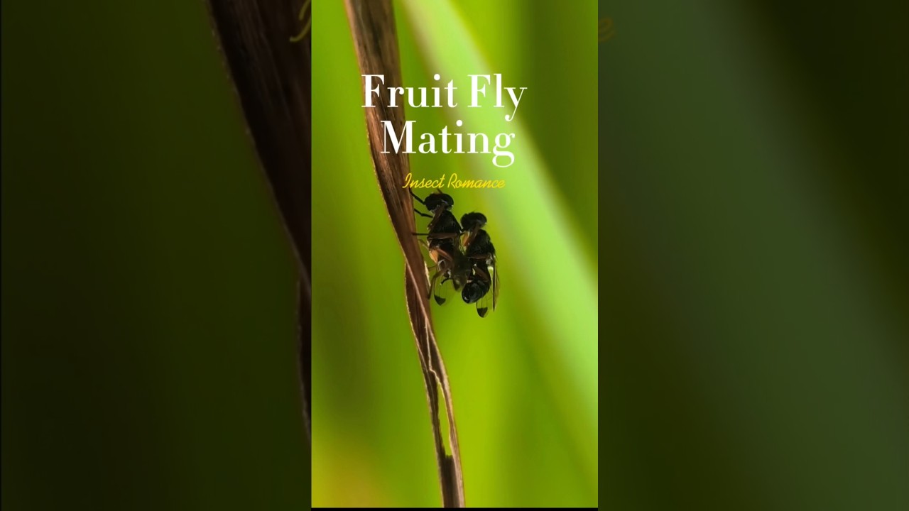 Fruit Flies Caught Mating #FruitFly #MatingDance #MacroWorld #Insect #Wildlife #MacroPhotography