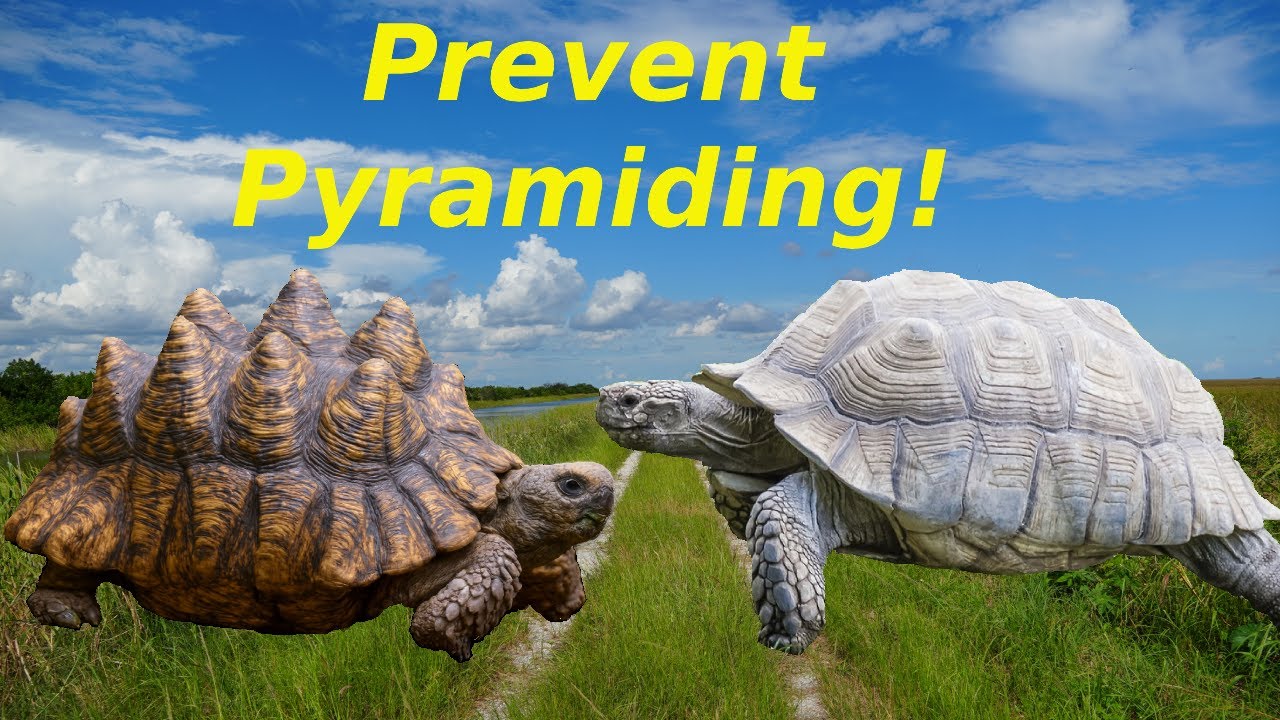 Tortoise Shell Secrets; How To Avoid Deformities! #tortoise #tortoisecare #animals #reptiles #pets