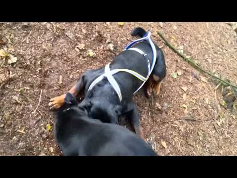 Der umgängliche (Listenhund, Kampfhund)